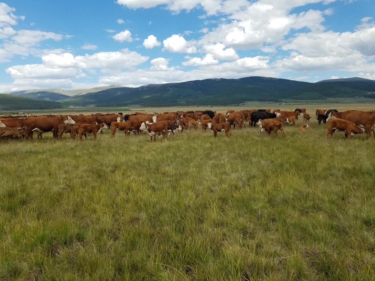 Contact Us | 100% Natural Beef in Southern Colorado | Brazil Beef
